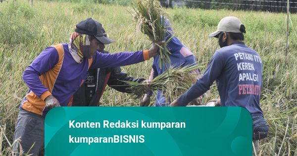 Mentan Siapkan Bantuan Benih, Pupuk hingga Alsintan untuk Genjot ... Mentan Siapkan Bantuan Benih, Pupuk hingga Alsintan untuk Genjot ...